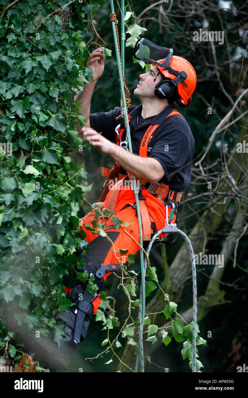 Tree surgeon working on a ‘crack willow’, Salix fragilis. Here seen ...