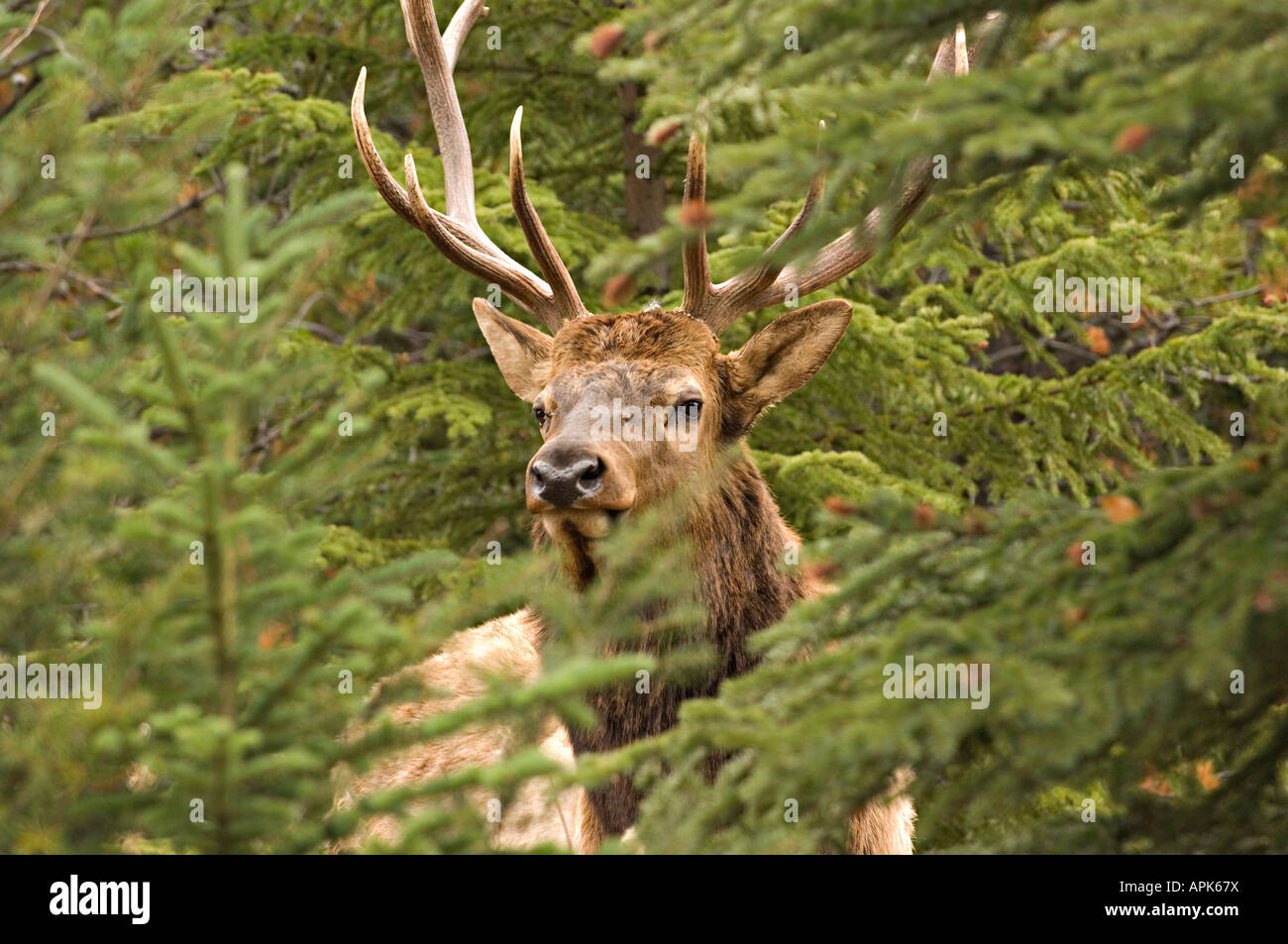A Bull Elk looking out from behind a tree Stock Photo - Alamy