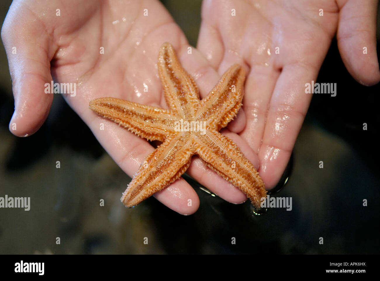 A museum docent at the Liberty Science Center holding a sea star to ...
