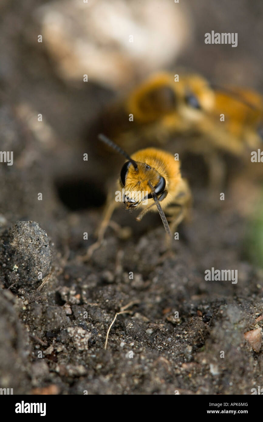 Ground bees hi-res stock photography and images - Alamy