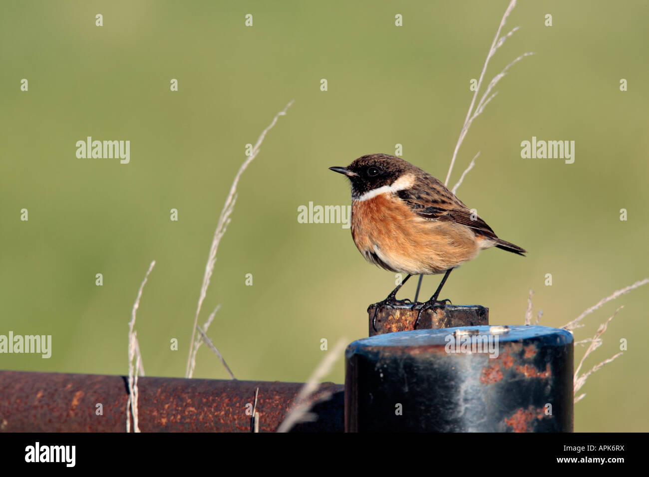 male Stonechat Saxicola torquata perched on gate post looking alert ...