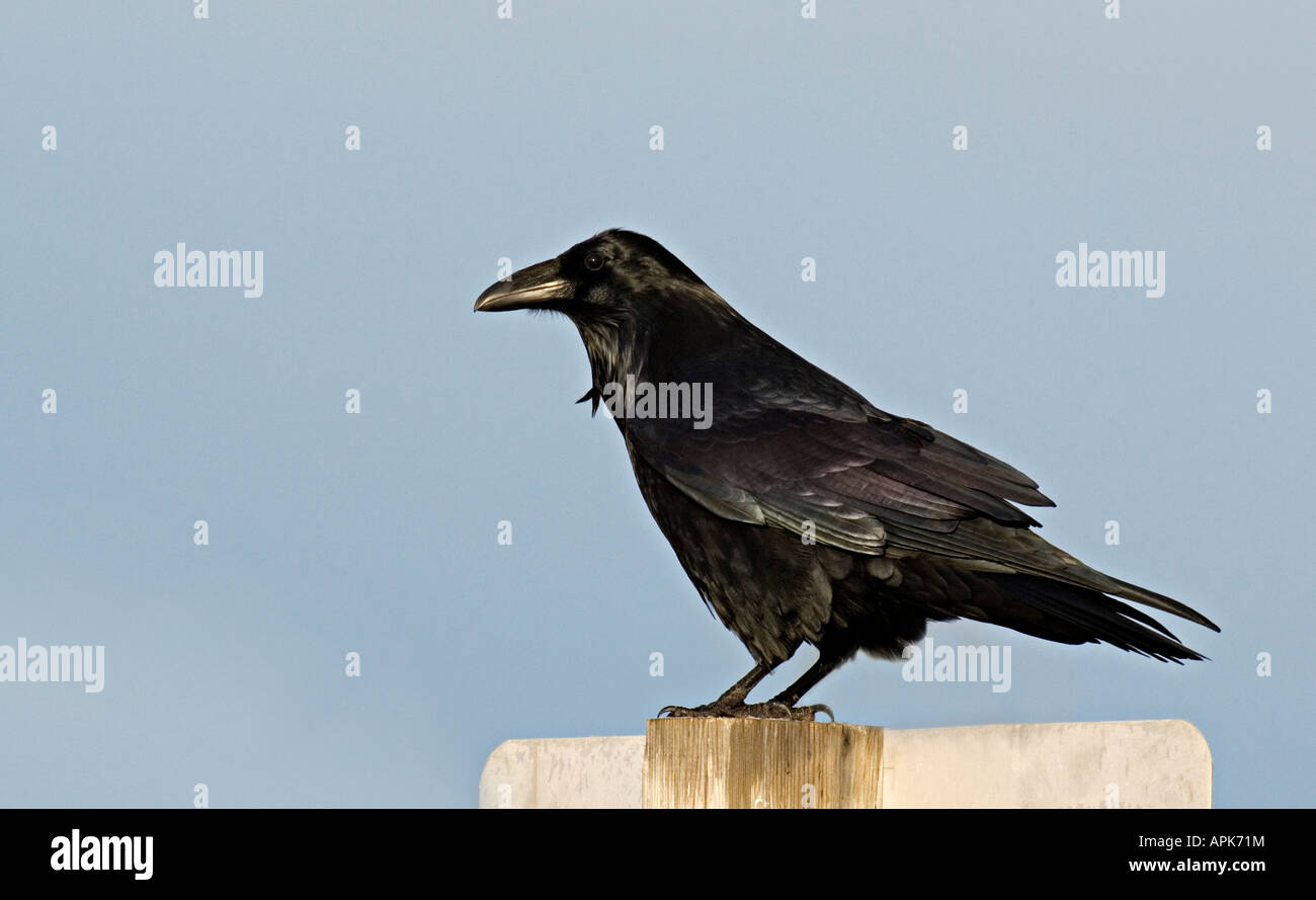 A common black raven (Corvus corax) perched Stock Photo - Alamy