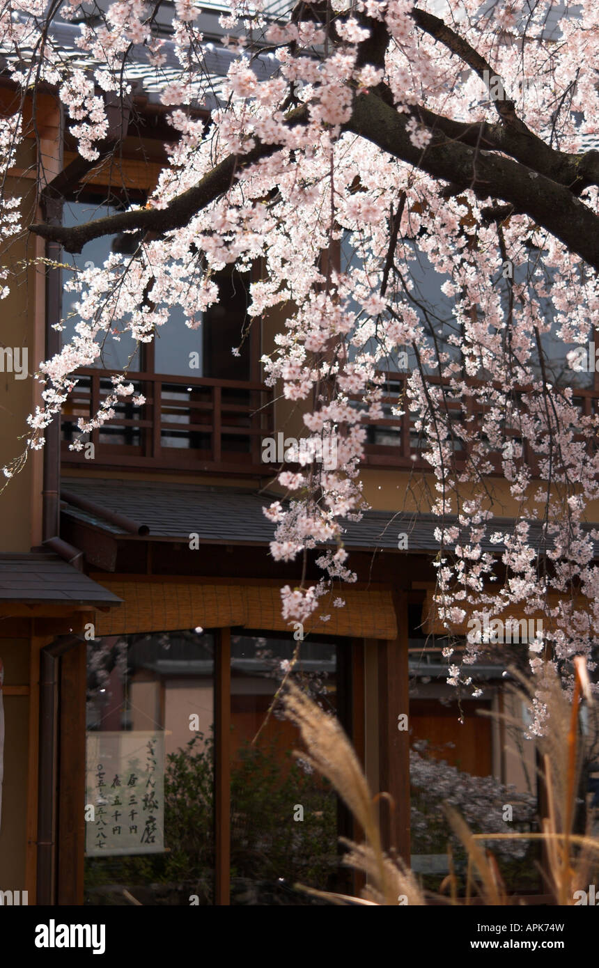 cherry blossom tree in Kyoto Stock Photo - Alamy