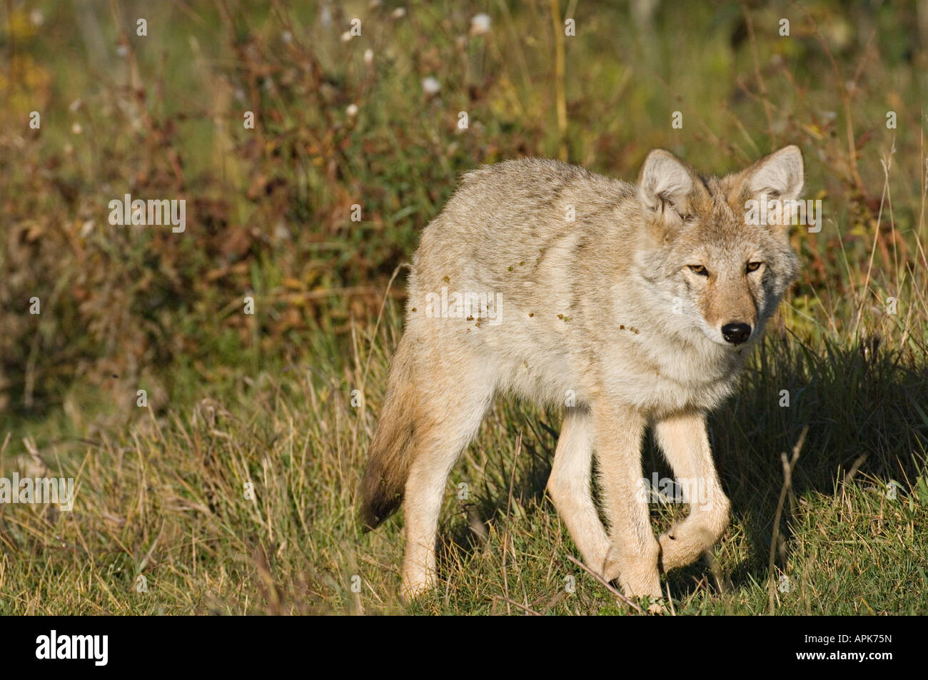 A young coyote Stock Photo - Alamy