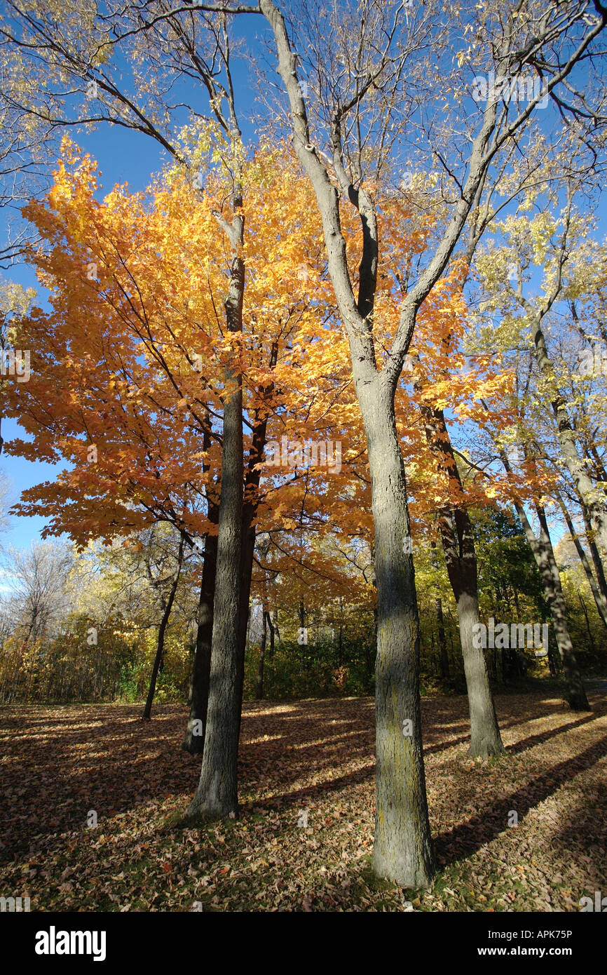 Autumn trees. Park Jean-Drapeau, St Helen's Island, Montreal, Quebec ...