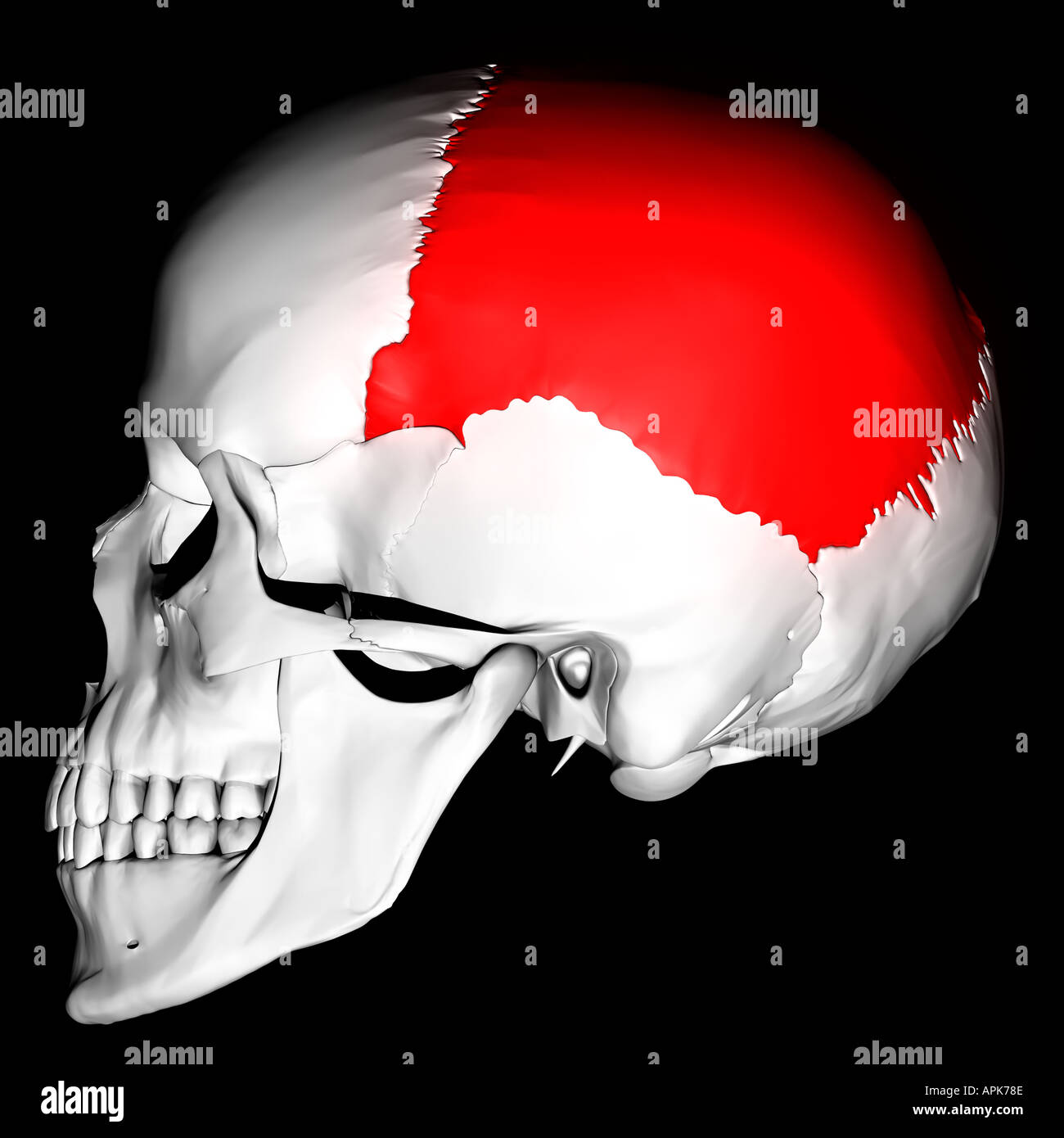 Parietal Bone Highlighted In Red Stock Photo - Alamy