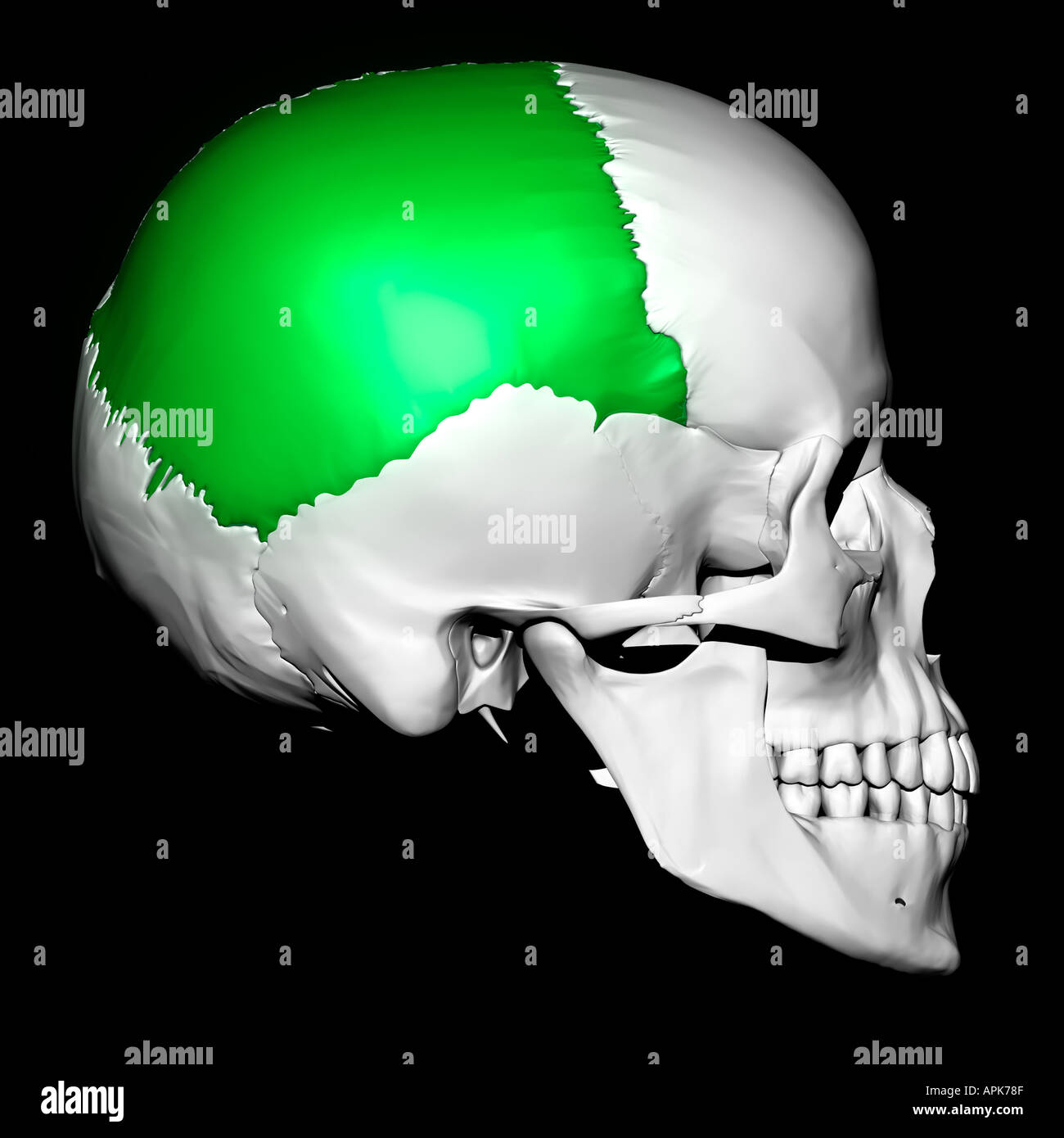 Parietal bone skull hi-res stock photography and images - Alamy