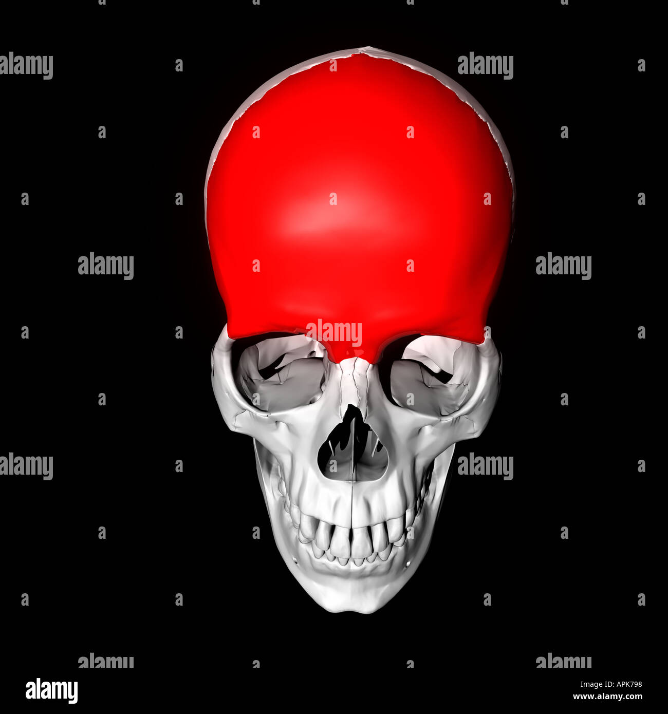Frontal Bone highlighted red on human skull Stock Photo - Alamy