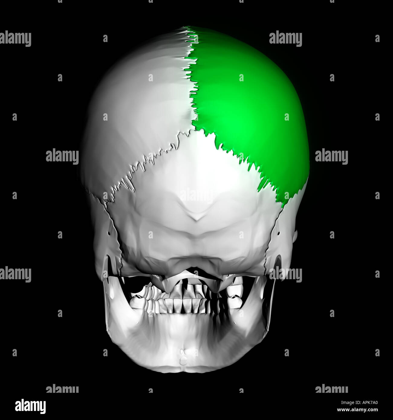 Parietal Bone Skull High Resolution Stock Photography and Images - Alamy