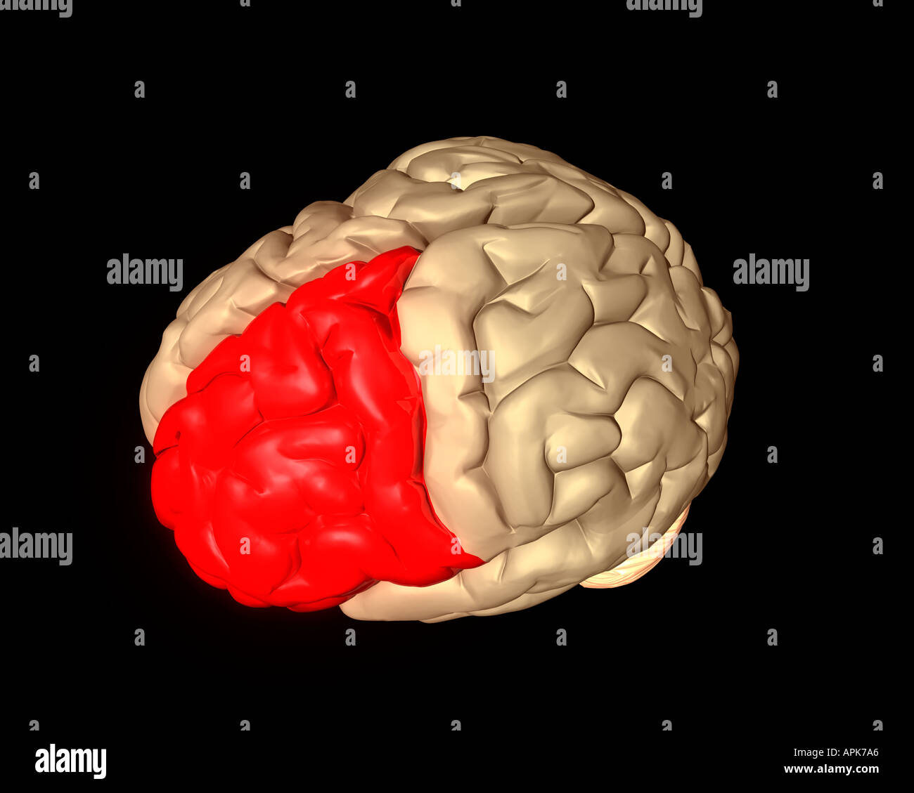 Frontal Lobe High Resolution Stock Photography and Images - Alamy