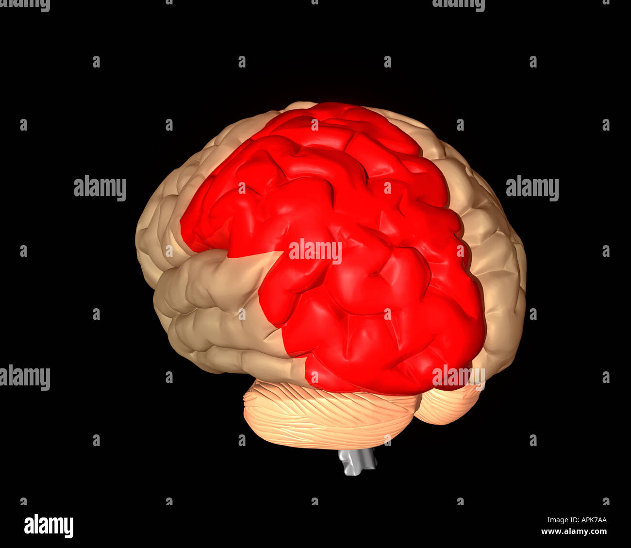 Parietal Lobe