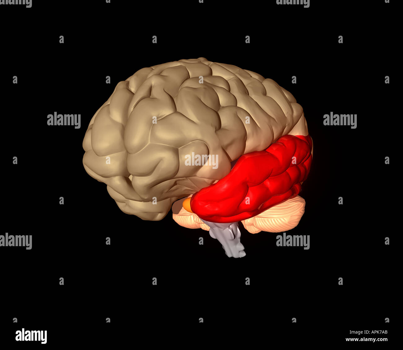 Temporal Lobe Of Brain Highlighted Red Stock Photo - Alamy