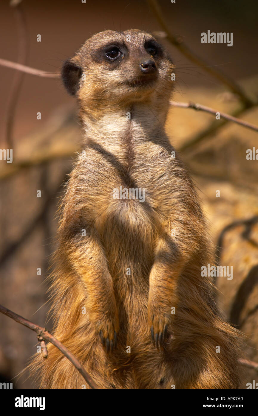 meerkat watching for Predators Stock Photo - Alamy