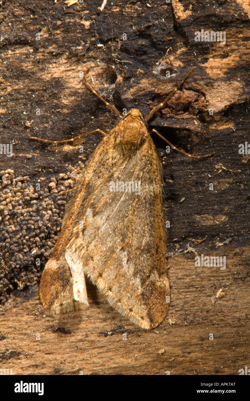 March moth hi-res stock photography and images - Alamy