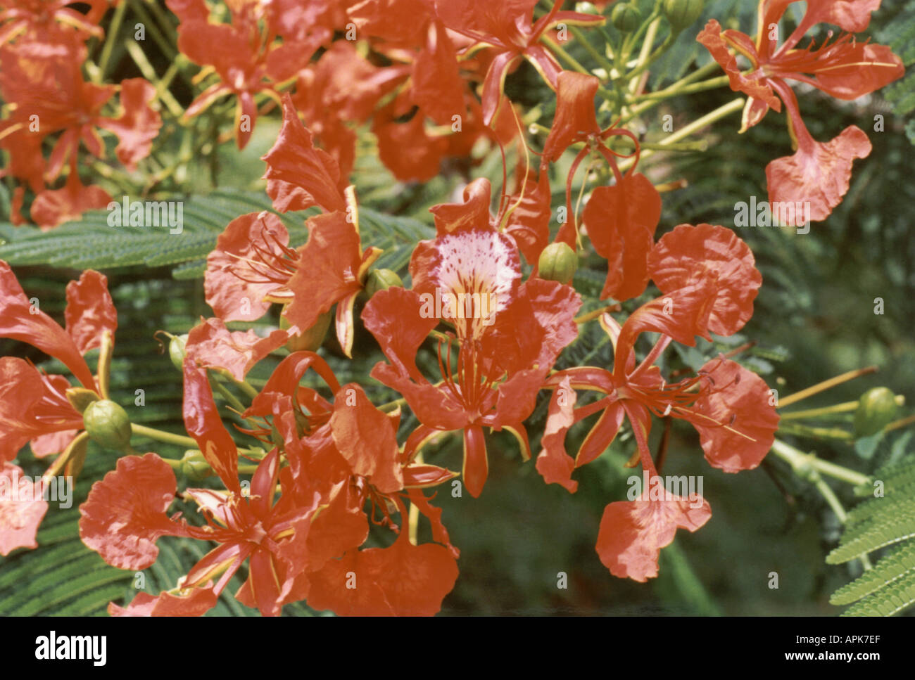 Caribbean flame tree red flowers hi-res stock photography and images ...
