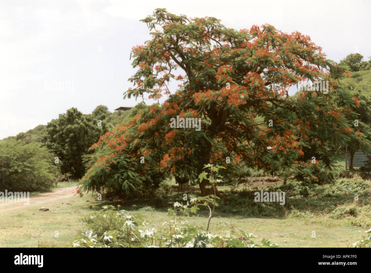 Caribbean flame tree with red flowers Stock Photo - Alamy