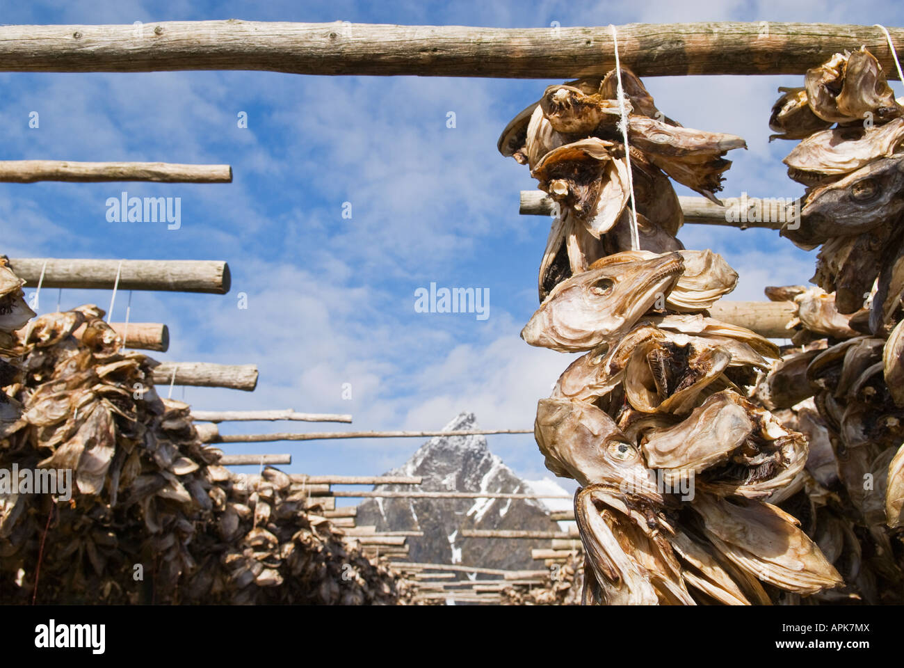 Fish heads hanging on wooden racks for drying hi-res stock photography ...