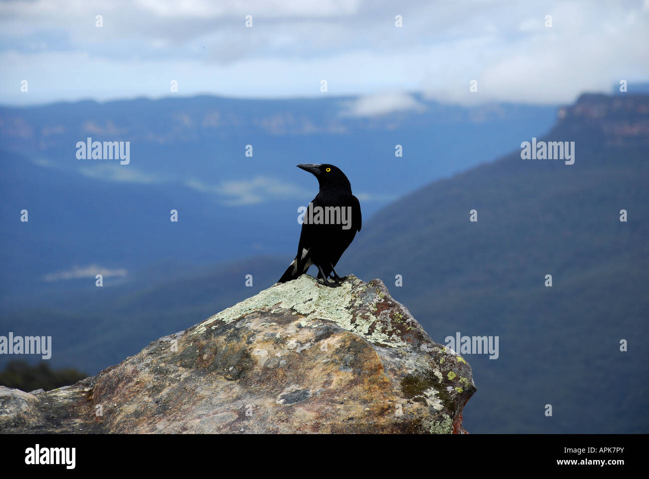 BIRD SAT ON A ROCK WITH THE JAMERSON VALLEY IN THE BACKGROUND KATOOMBA ...