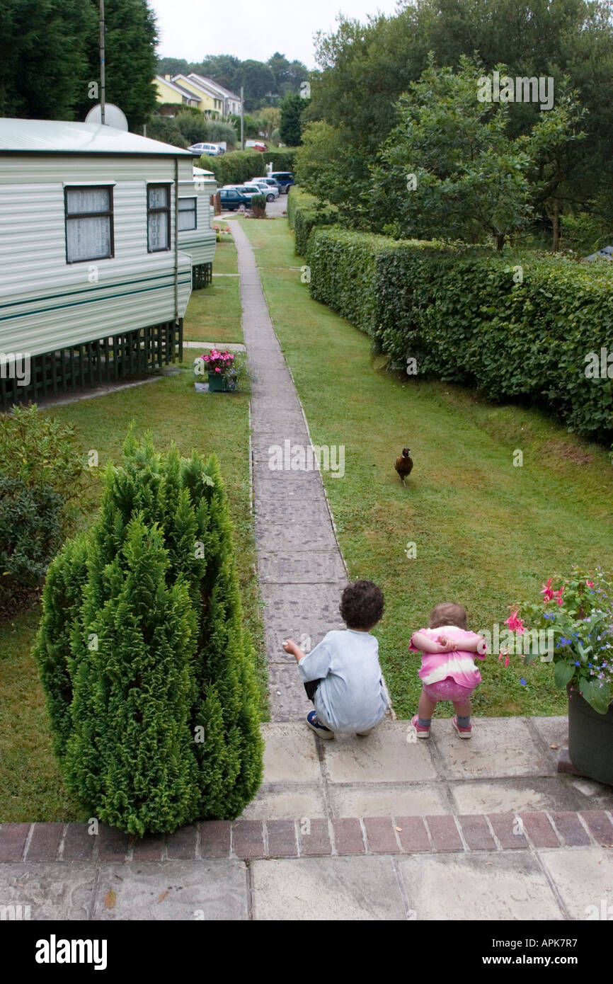 Brother and sister feeding a tame pheasant on a caravan park Stock ...