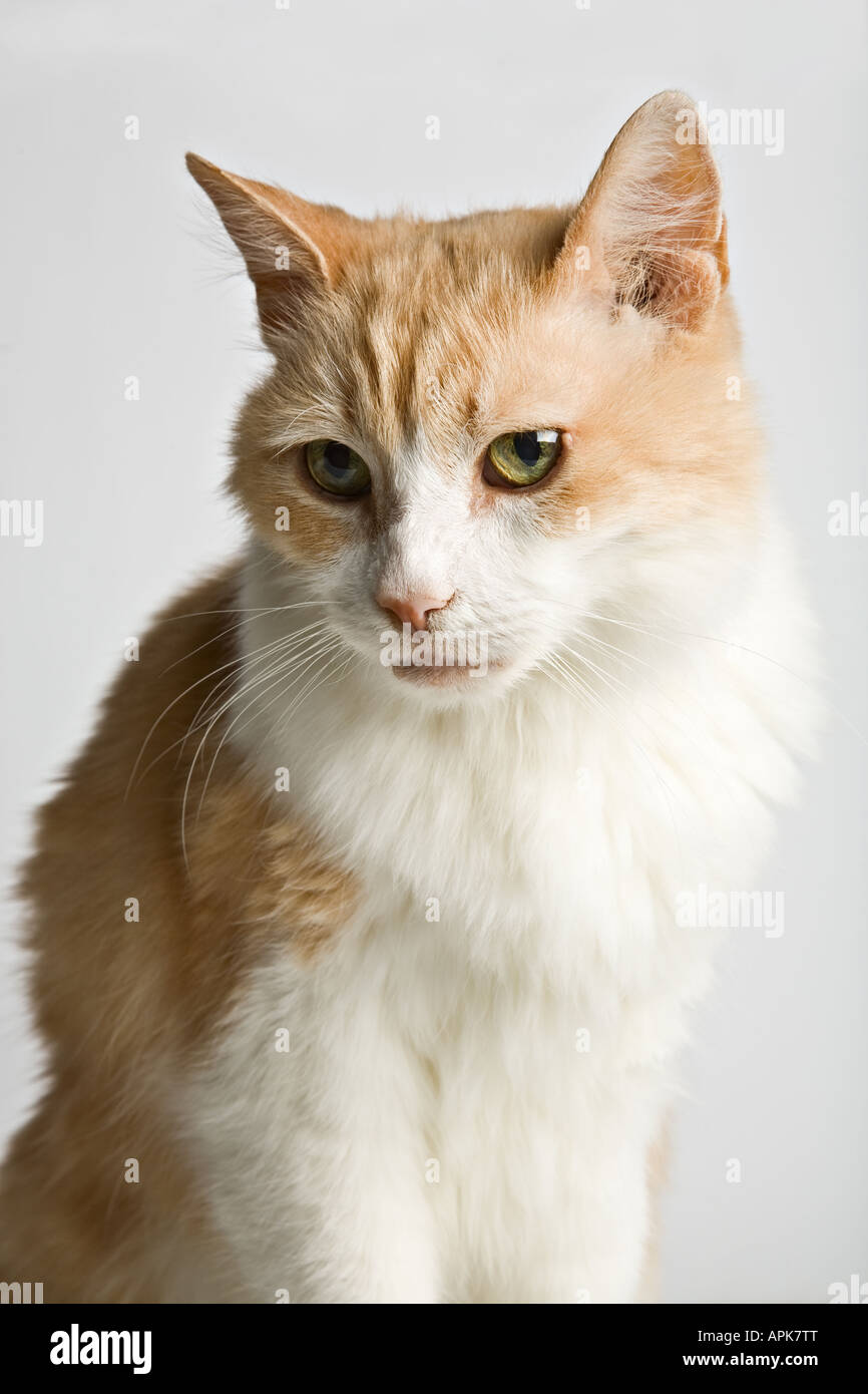 Turkish animal hi-res stock photography and images - Alamy
