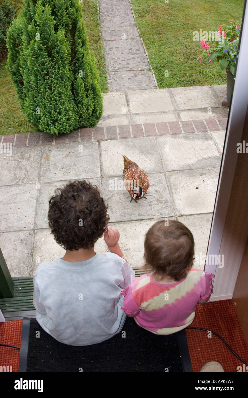 Brother and sister feeding a tame pheasant on a caravan park Stock ...