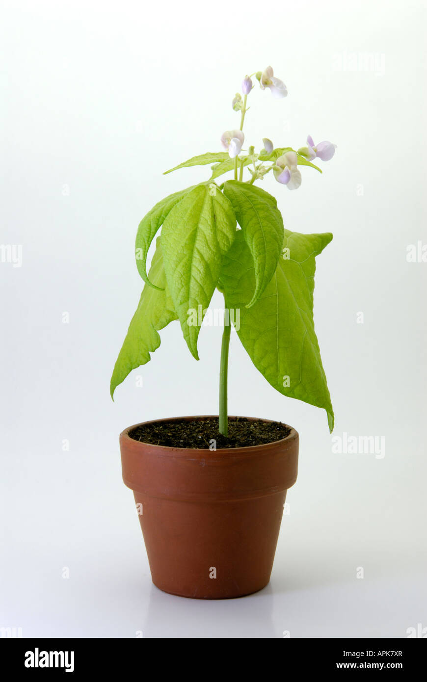 Bush bean or common bean Phaseolus vulgaris in flower Stock Photo - Alamy