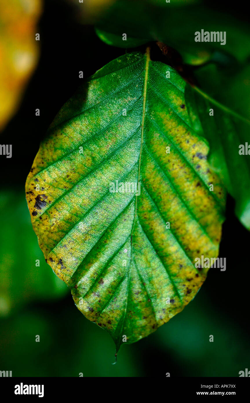 Autumn Leaf Changing Colours Stock Photo - Alamy