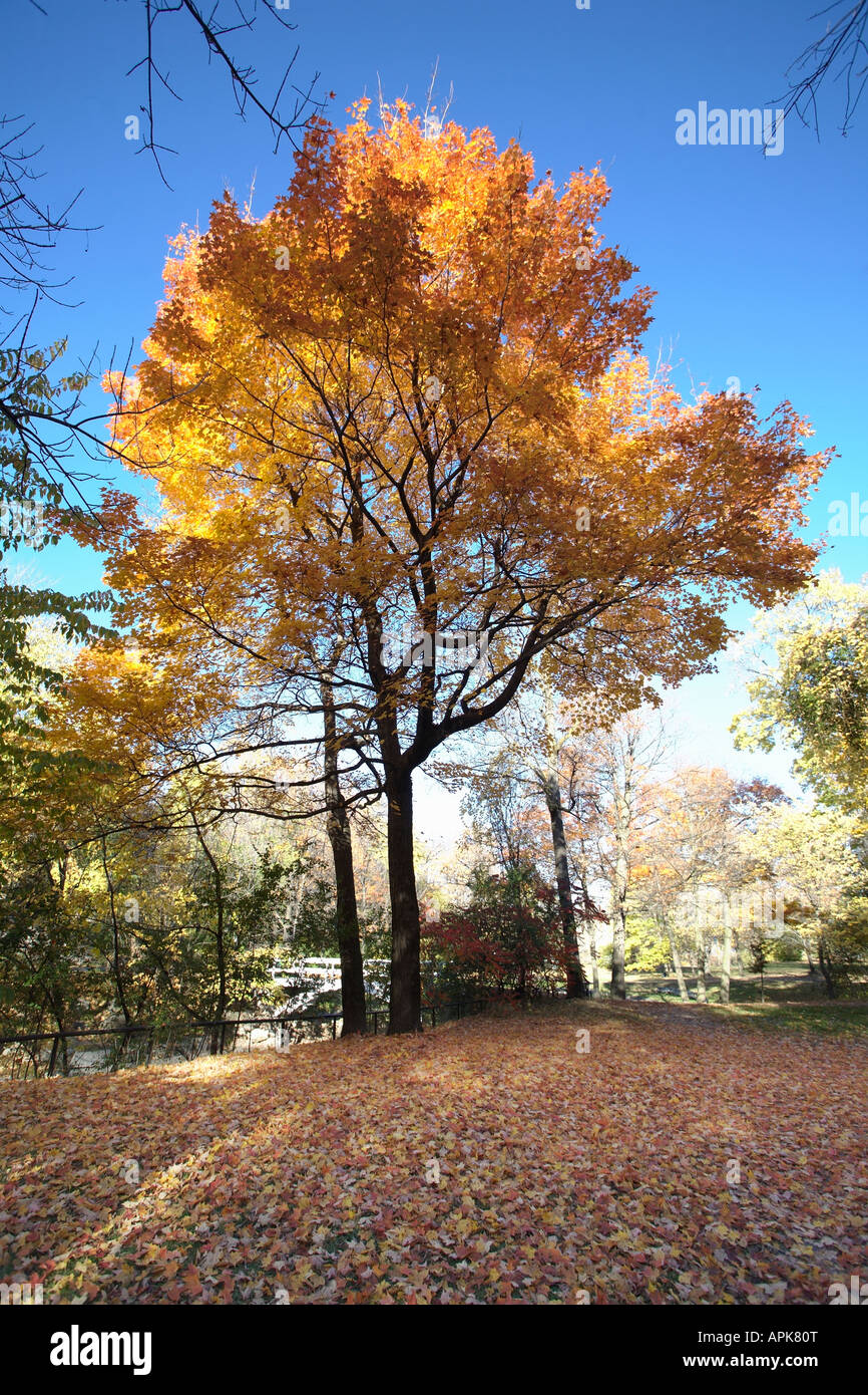 Autumn tree. Park Jean-Drapeau, St Helen's Island, Montreal, Quebec ...