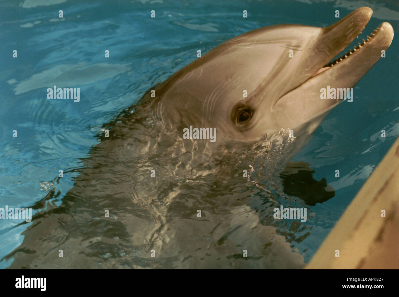 Dolphin playing pool hi-res stock photography and images - Alamy