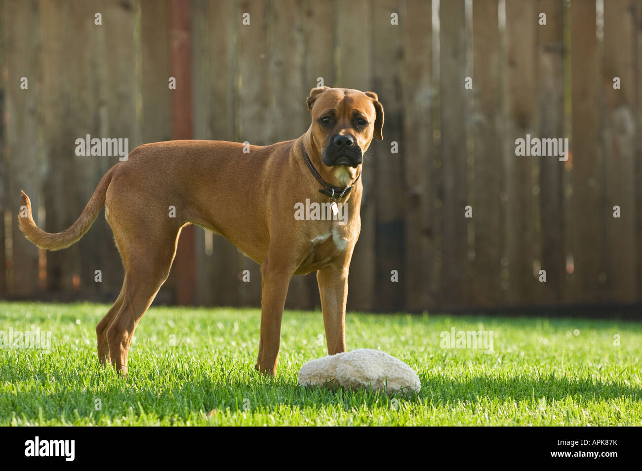 Boxer dog standing in yard hi-res stock photography and images - Alamy
