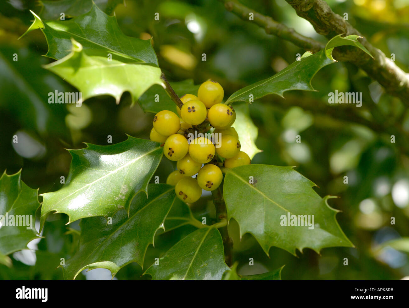 Unripe berries of Holly Ilex aquifolium Stock Photo - Alamy