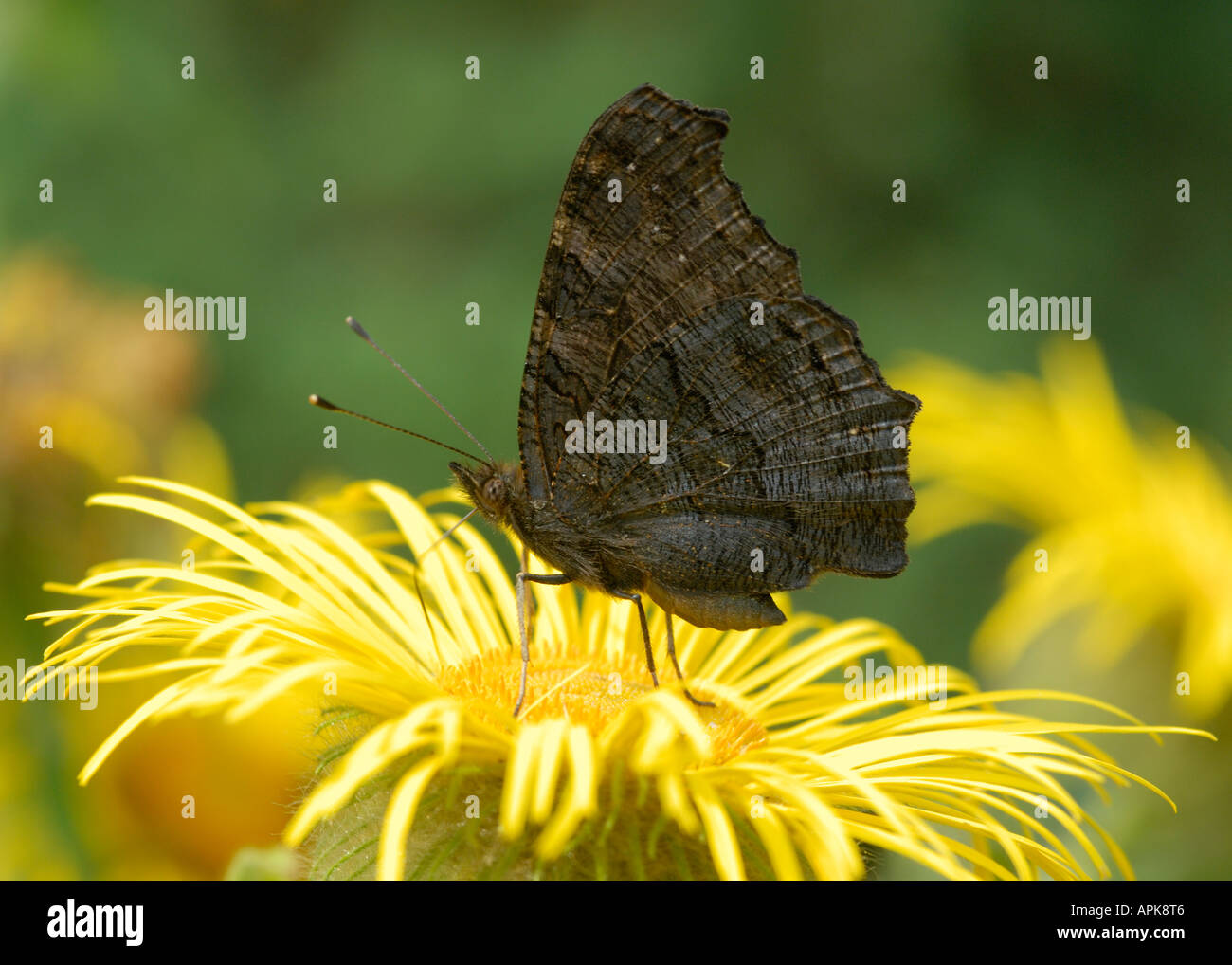 A Peacock butterfly Nymphalis io Inachis io with closed wings showing ...