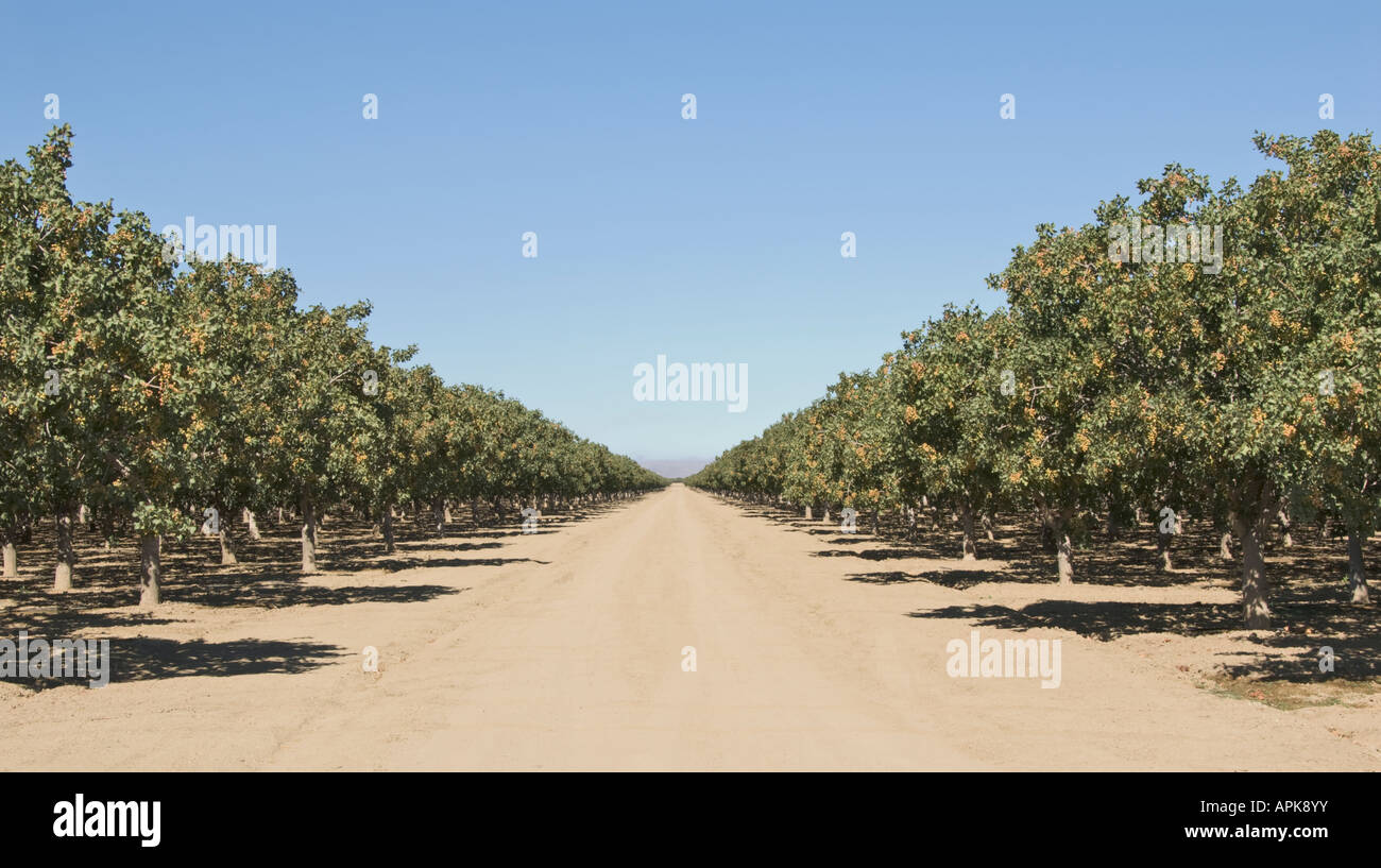 California Central Valley pistachio nut tree orchard Stock Photo - Alamy