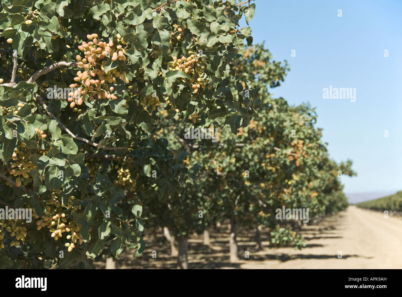 California Central Valley pistachio nut tree orchard Stock Photo - Alamy