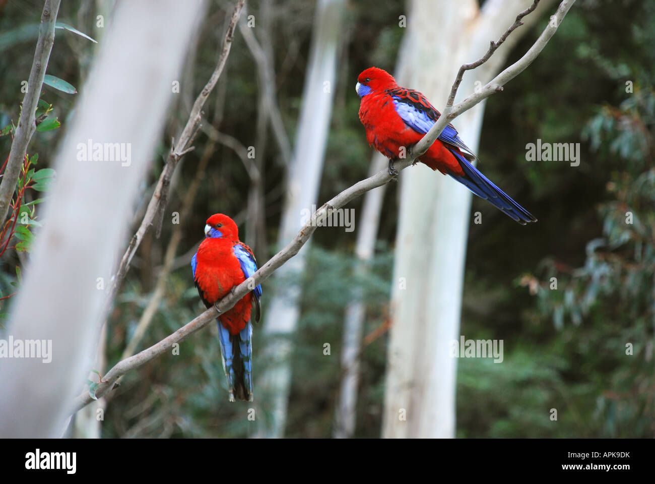 TWO COLOURFUL PARROTS SITTING IN A TREE BLUE MOUNTAINS NSW AUSTRALIA ...