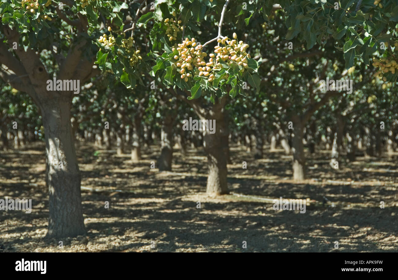 California Central Valley pistachio nut tree orchard Stock Photo - Alamy