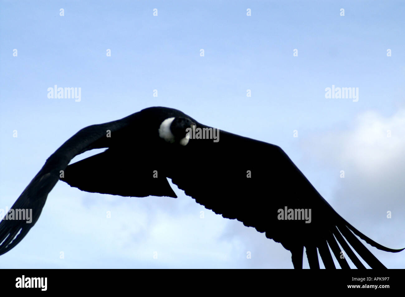 Female Andean condor Genus: Vultur Species: gryphus Stock Photo - Alamy