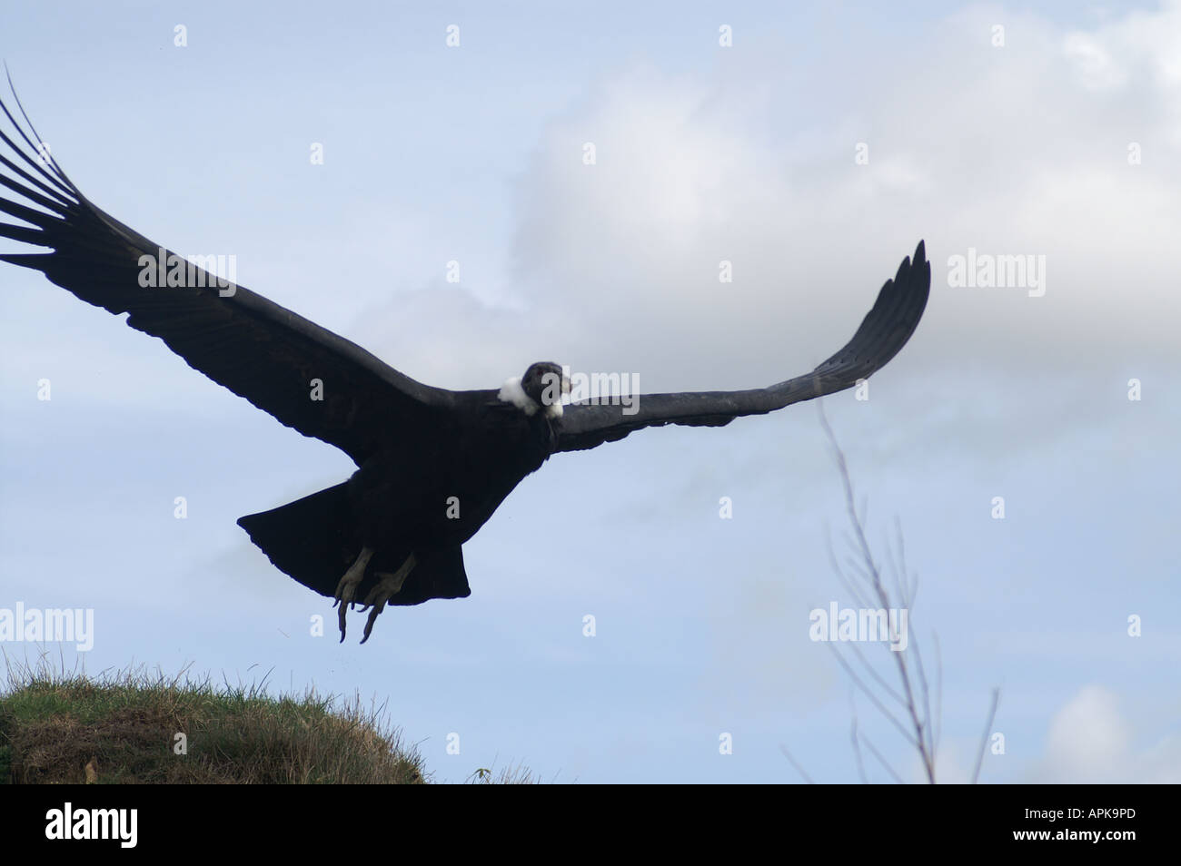 Female Andean condor Genus: Vultur Species: gryphus Stock Photo - Alamy