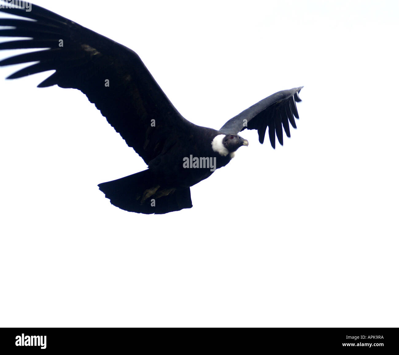 Female Andean condor Genus: Vultur Species: gryphus Stock Photo - Alamy