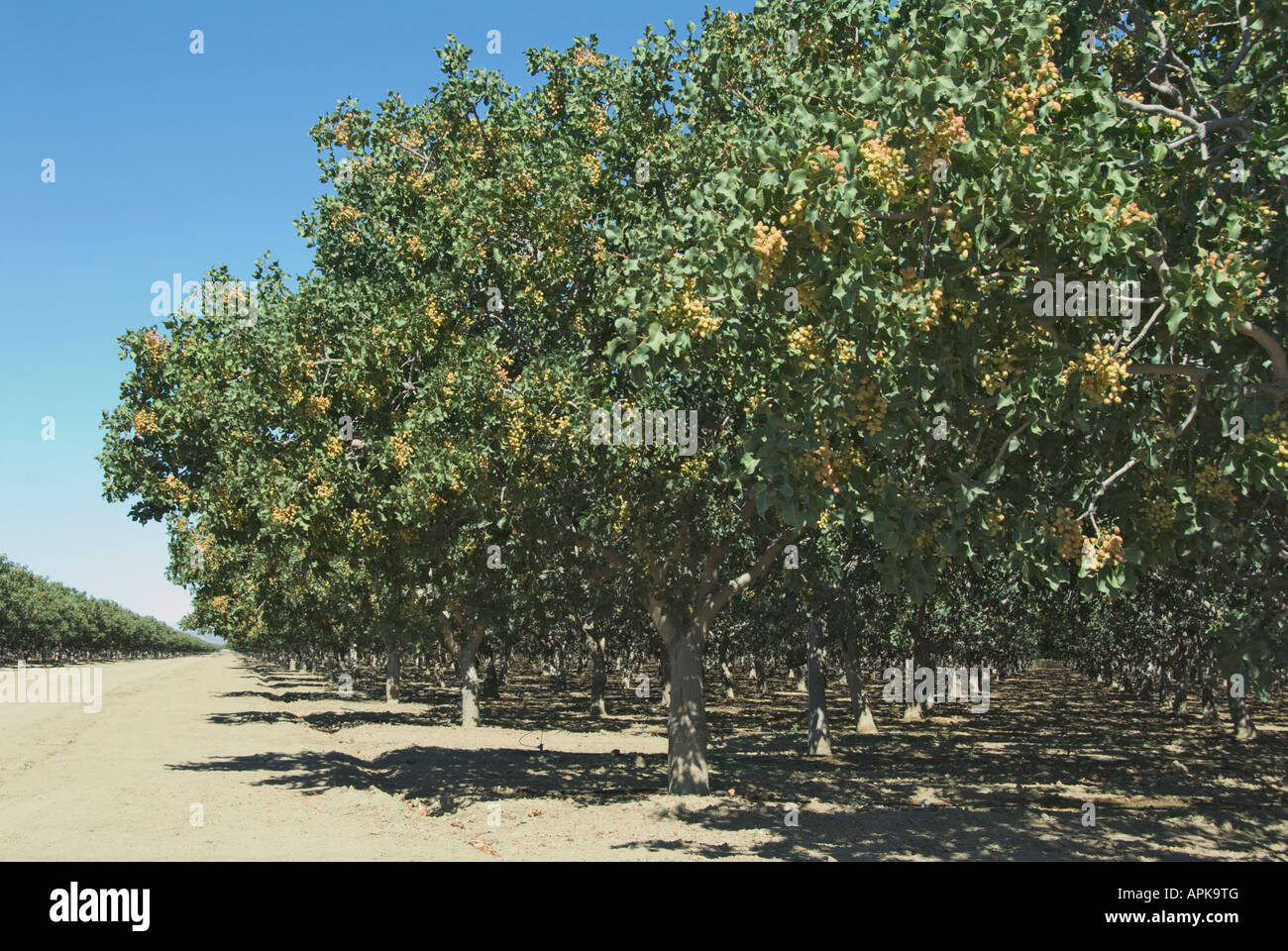 California Central Valley pistachio nut tree orchard Stock Photo - Alamy