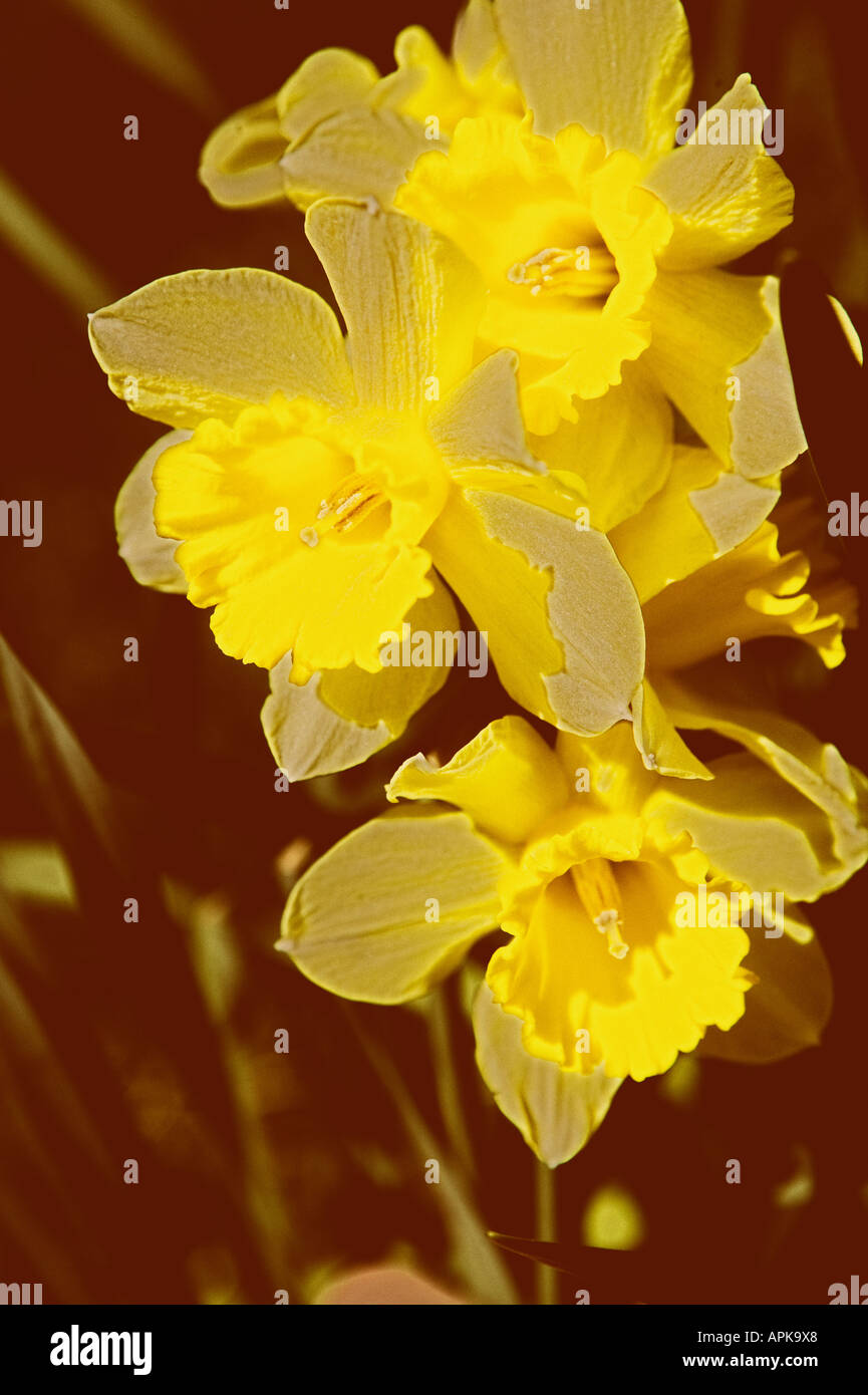Daffodil flowers bloom Cut Out Stock Images & Pictures - Alamy