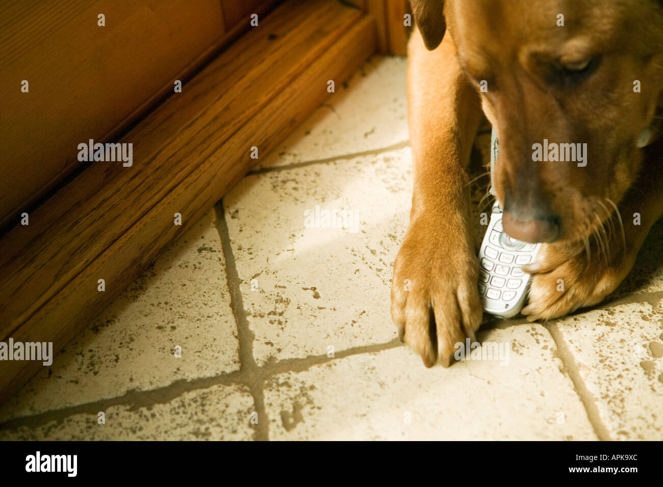 Labrador Dog With a Cellphone Stock Photo - Alamy