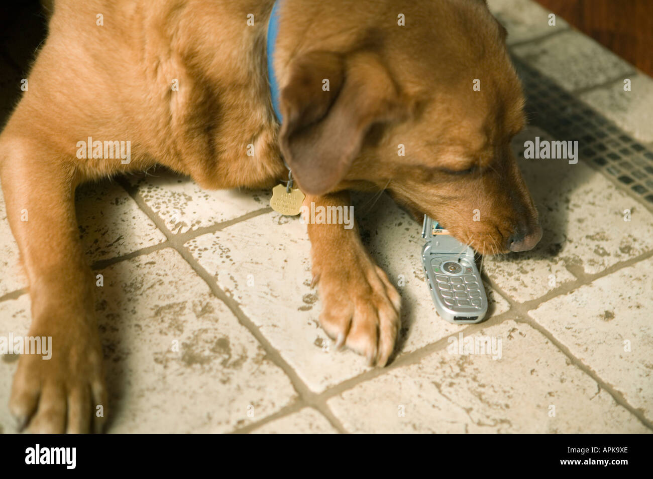 Labrador Dog With a Cellphone Stock Photo - Alamy