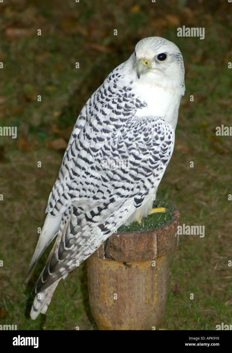 Gyrfalcon - Falco rusticolus Stock Photo - Alamy