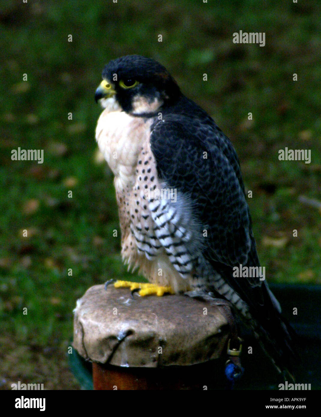 Lanner Falcon - Falco biarmicus Stock Photo - Alamy