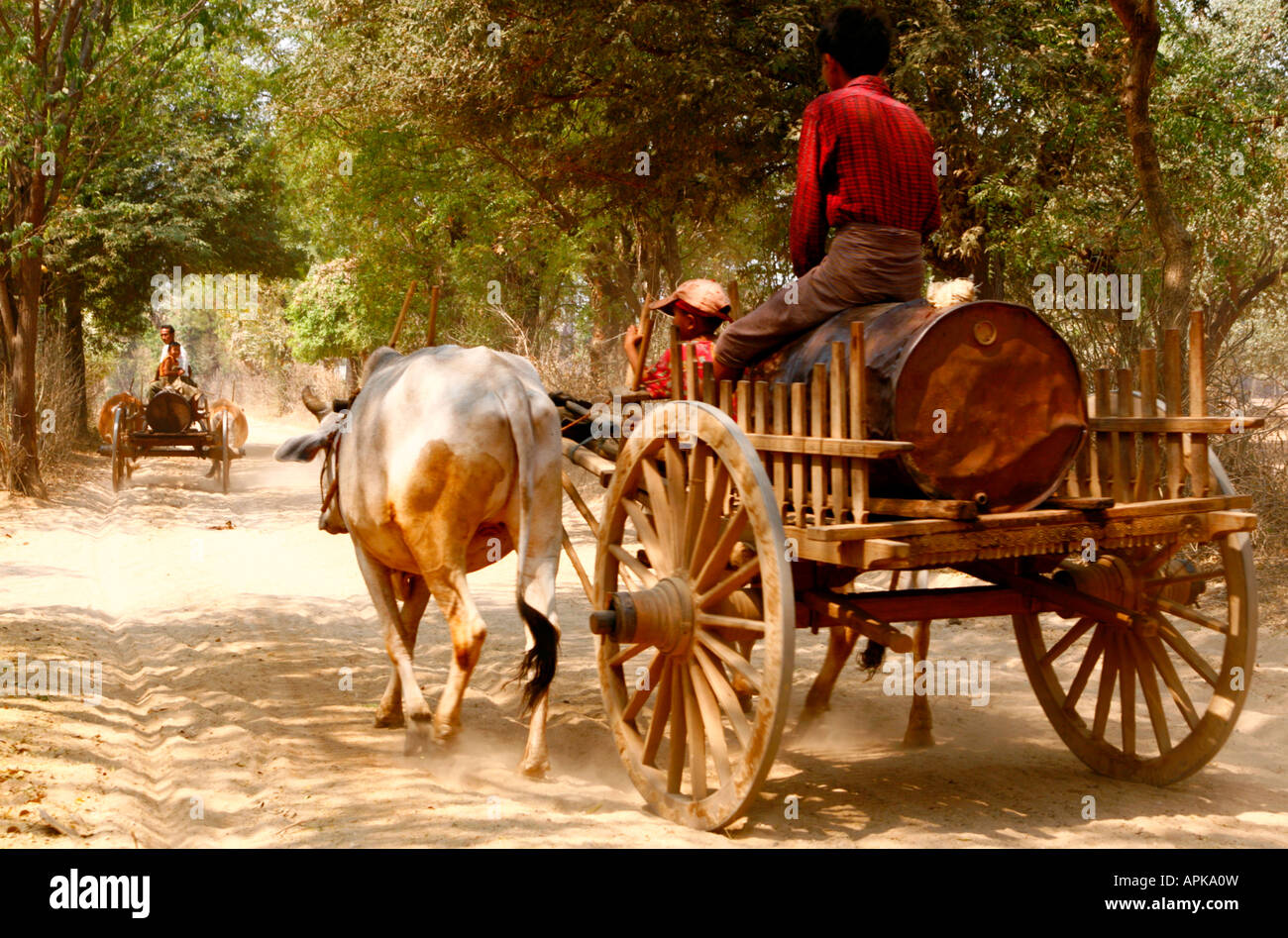 Cow pulling wagon hi-res stock photography and images - Alamy
