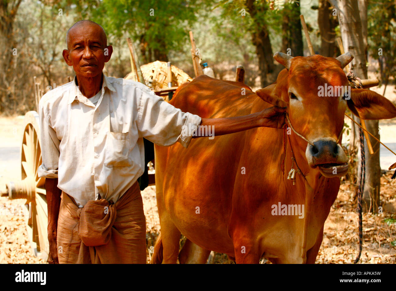 Burmese Old Man portrait with Cow and Cart Stock Photo - Alamy