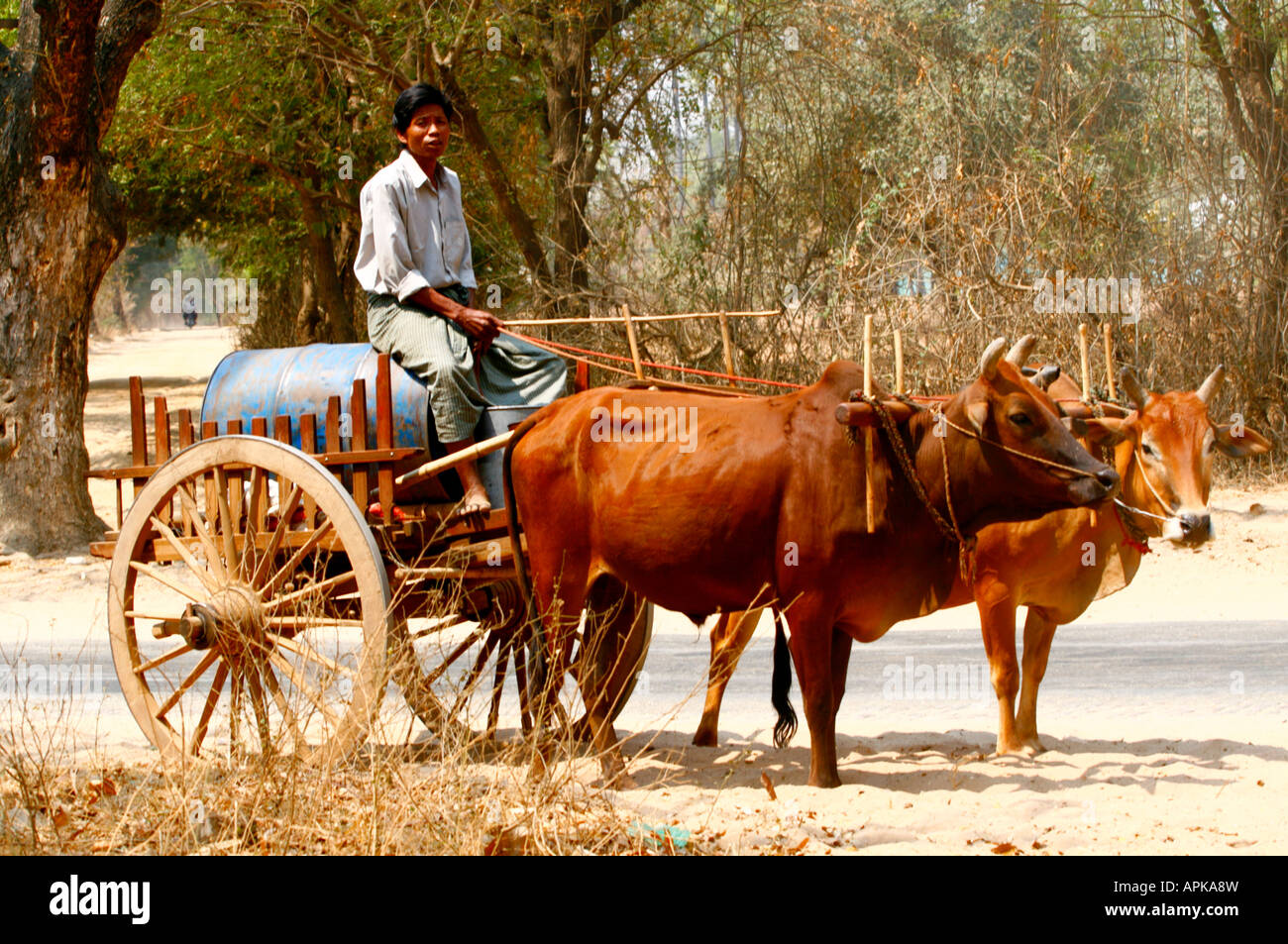 Cattle Pulling Wagon