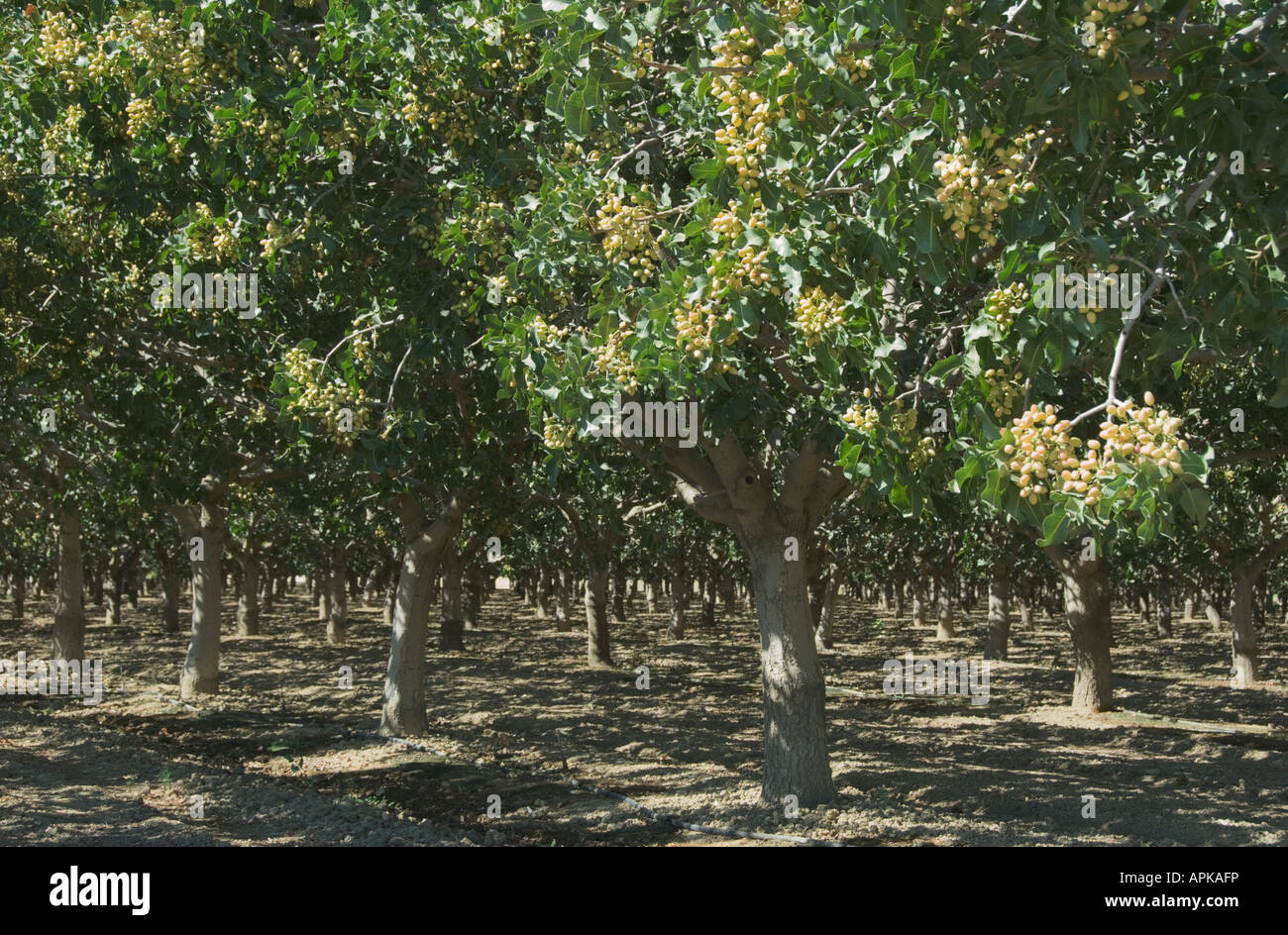 California Central Valley pistachio nut tree orchard Stock Photo - Alamy