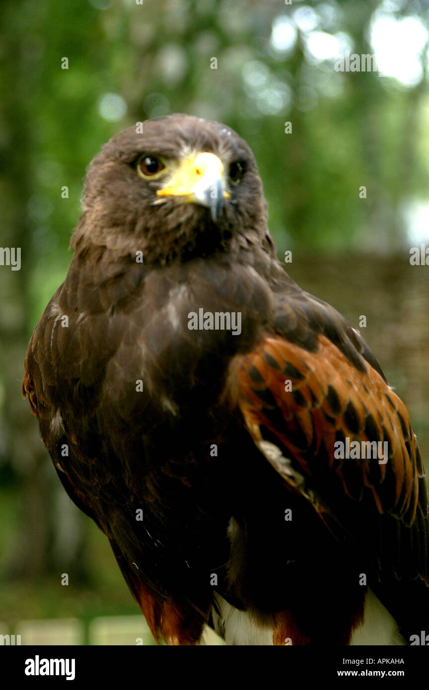 Harris Hawk Parabuteo unicinctus Stock Photo - Alamy